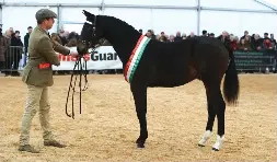 Breeder’s blockbuste­r result - PressReader