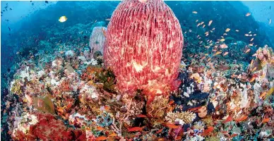 The unseen toll of progress on the Verde Island Passage - PressReader
