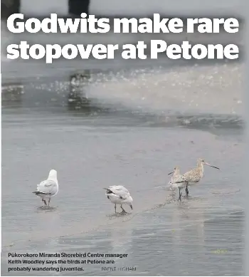 Godwits make rare stopover at Petone - PressReader