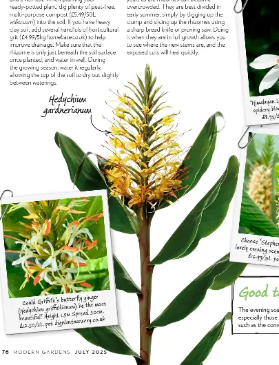 How to make your new plant happy - PressReader