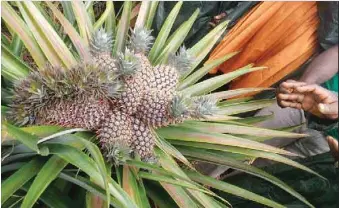Exploring Pineapple Cultivatio­n as National Economic Asset - PressReader