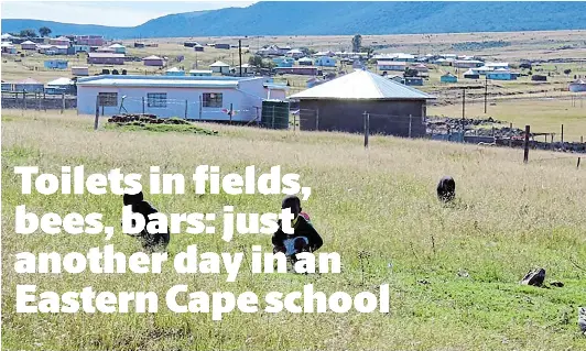 Toilets in fields, bees, bars: just another day in an Eastern Cape ...