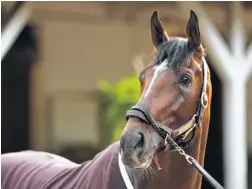 New Dover Saddlery owner needs deal or stores will close | The Boston ...