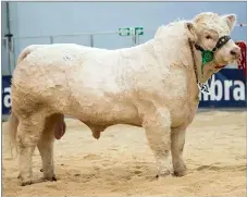 Charolais top the averages - PressReader