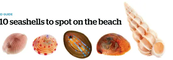 10 seashells to spot on the beach - PressReader