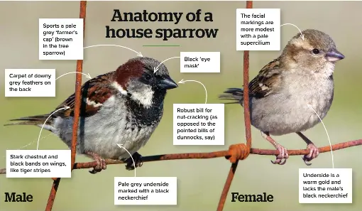Sparrow Diagram