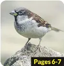 Still top of the pecking order - PressReader