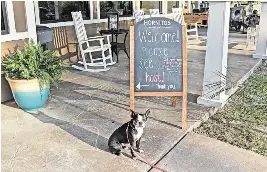 Spotlight on best dog-friendly Myrtle Beach restaurant­s - PressReader