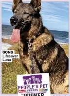 Over the moon for hero cop dog Luna - PressReader