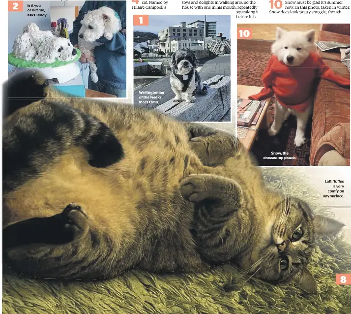 Pet of the week: The supersized edition - PressReader