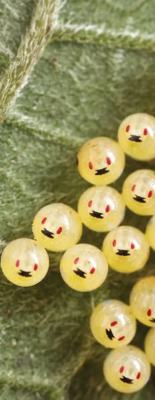 TRULY EGG-CELLENT - PressReader