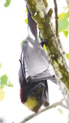 Flying foxes live in Dalaguete forest - PressReader