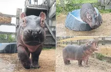 Miracle baby hippo is ‘not so little’ after rocky start - PressReader
