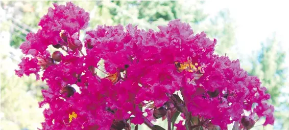 Crape myrtle varieties come in wide range of sizes, bloom colours ...