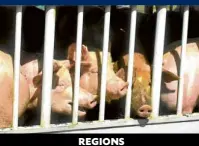 African swine fever reaches Pangasinan - PressReader