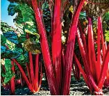 FIVE OF THE BEST VARIETIES OF SWISS CHARD - PressReader