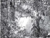 Fast Facts: Forests - PressReader