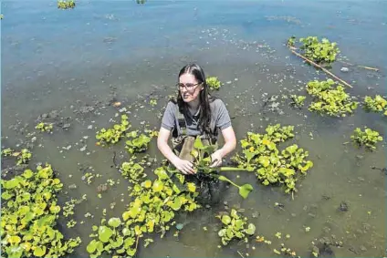 Powerful goggas restrict invasive - PressReader