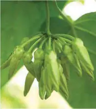 Kapas-Kapas: An indigenous vegetable - PressReader