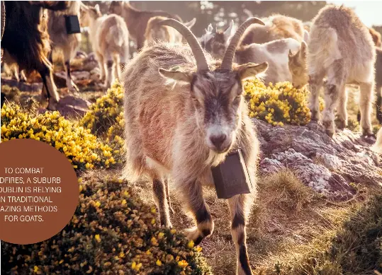 MEET THE FIREFIGHTI­NG GOATS OF DUBLIN - PressReader
