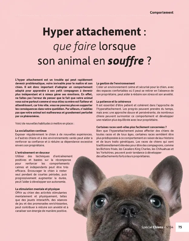 Hyper attachemen­t : que faire lorsque son animal en souffre ? - PressReader
