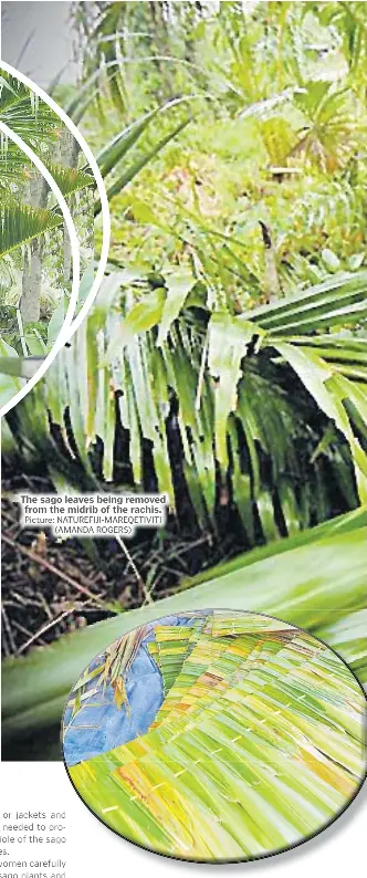 Traditiona­l sago thatching - PressReader