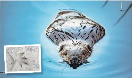Beavers are going Forth and multiplyin­g - PressReader