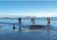 New Zealanders work together to safely return more than 30 stranded ...