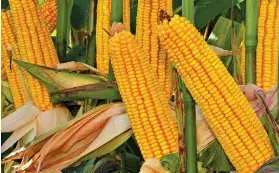 Higher yield with new hybrids - PressReader