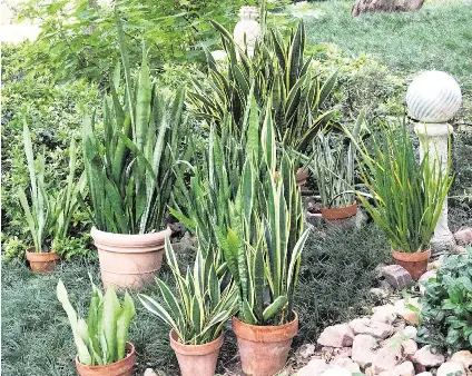 Container garden tips for pots, soils, plants and groupings - PressReader