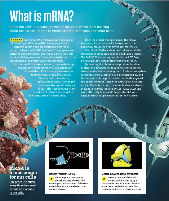 What is mRNA? - PressReader