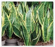 Skerp en taai - PressReader