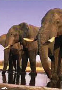 NHARI UNENDORO - PressReader