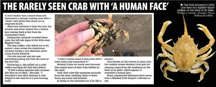 THE RARELY SEEN CRAB WITH ‘A HUMAN FACE’ - PressReader