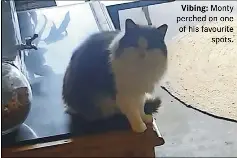 Monty is a cool cat - PressReader