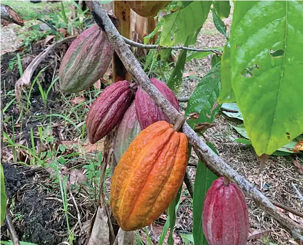 Unveiling the benefits of chocolates on World Chocolate Day - PressReader