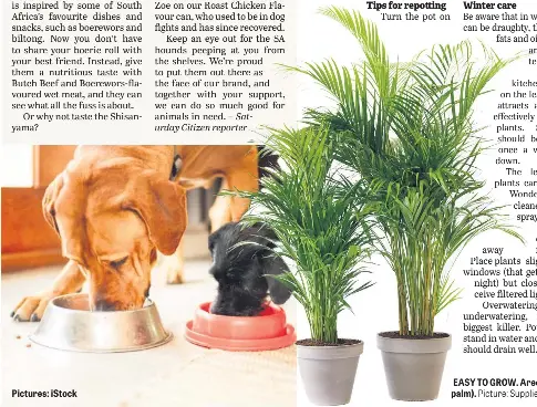 Time to move plants indoors - PressReader
