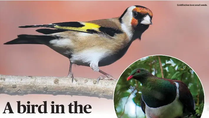 A bird in the hedge is worth ... - PressReader