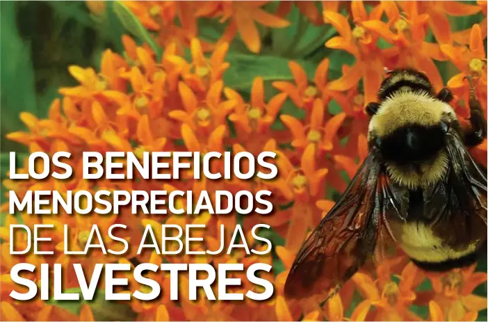 LOS BENEFICIOS MENOSPRECI­ADOS DE LAS ABEJAS SILVESTRES - PressReader