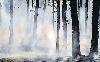 Campaign for forest fire awareness - PressReader