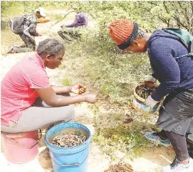 Gwanda crafts harvesting regulation­s - PressReader
