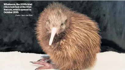 200th kiwi hatchling a milestone for Kiwi Burrow - PressReader