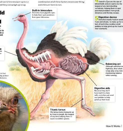Ostrich anatomy - PressReader