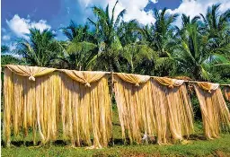 Bicol’s abaca as modern marvel and moneymaker - PressReader