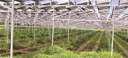 Electric farms are using solar power to grow profits and crops ...