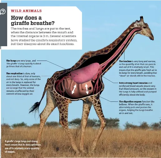 PressReader - Science Illustrated: 2017-04-01 - How does a gi­raffe ...