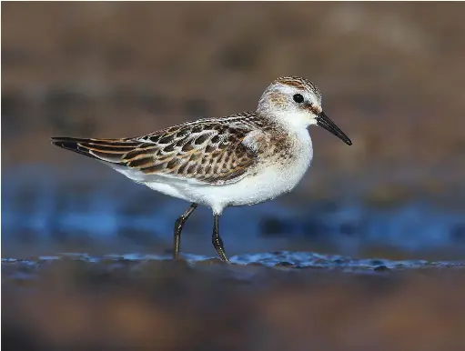 Small wonder - PressReader