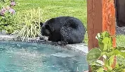 Black bear takes a dip in Brookfield pool - PressReader
