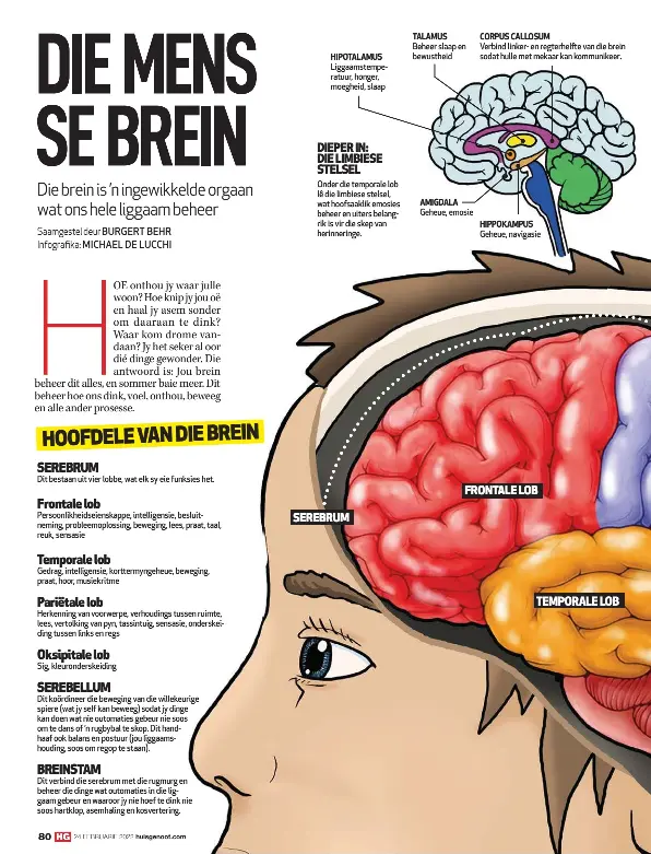 DIE MENS SE BREIN - PressReader