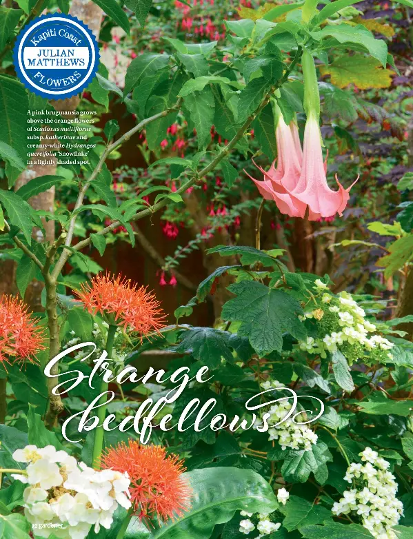 Kapiti Coast - PressReader